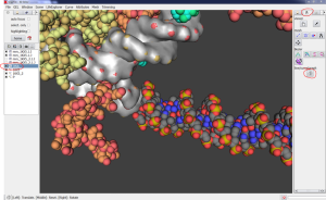 DNA modeling – Life Explorer